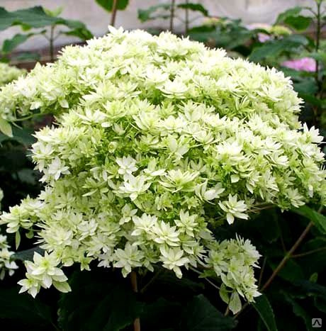 Гортензия древовидная Дабл аннабель (Hydrangea arborescens Double ...
